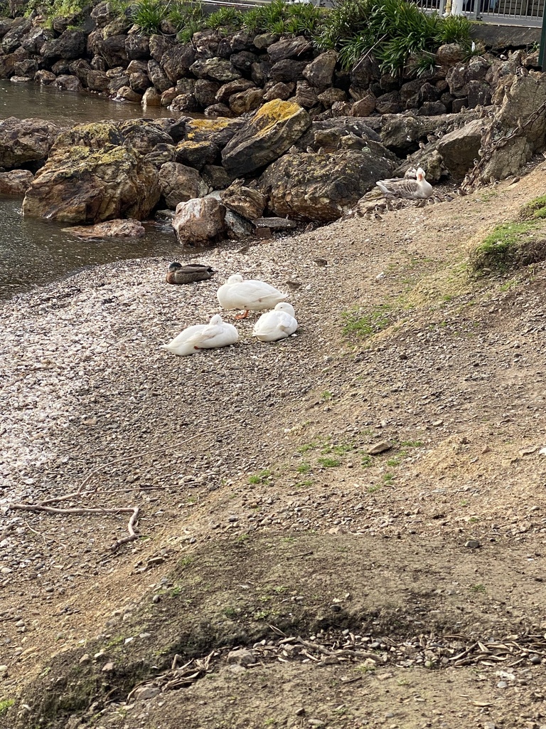 Domestic Mallard from Matiatia Bay, Waitemata and Gulf Ward, Auckland ...