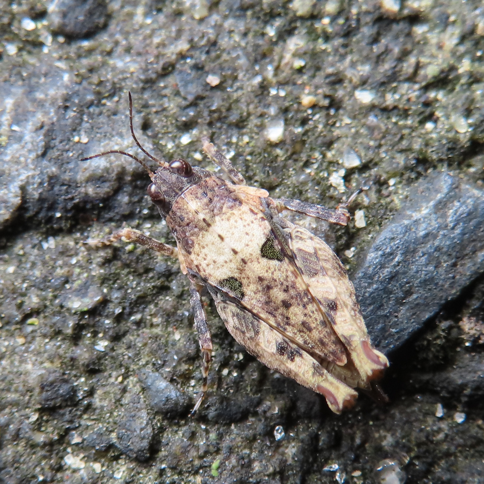 Tetrix japonica (Bolívar, 1887)
