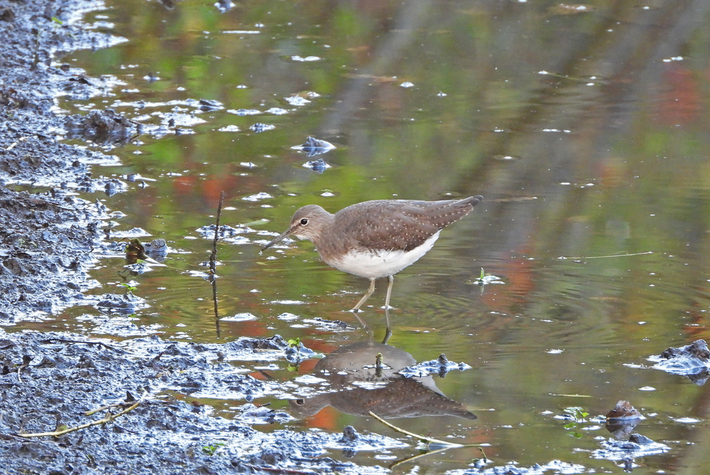 Green Sandpiper from Maple Cross, UK on September 7, 2022 at 07:12 AM ...