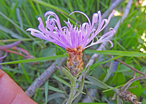 Subspecies Centaurea jacea weldeniana · iNaturalist United Kingdom