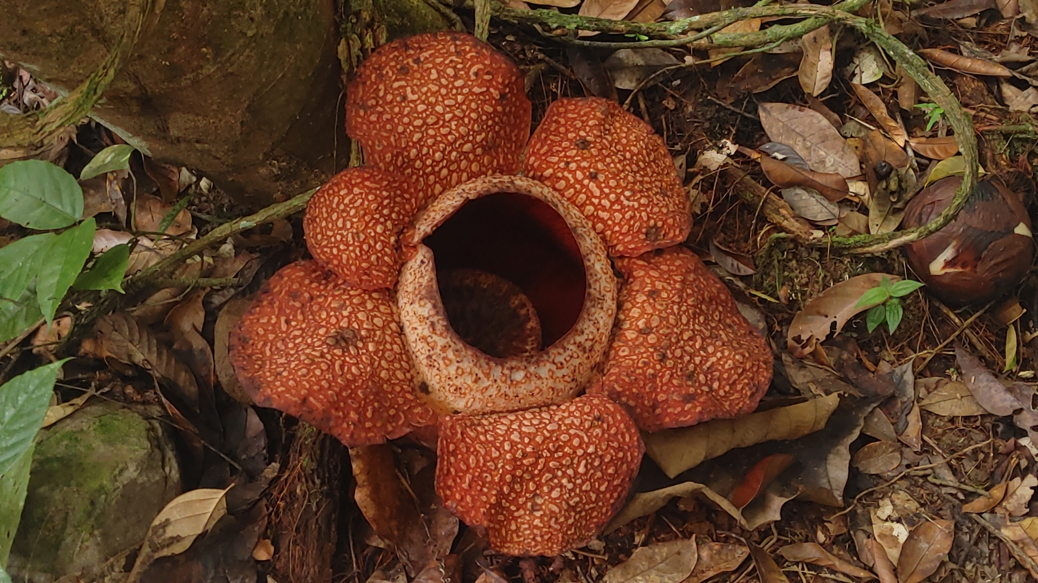 Rafflesia R.Br.