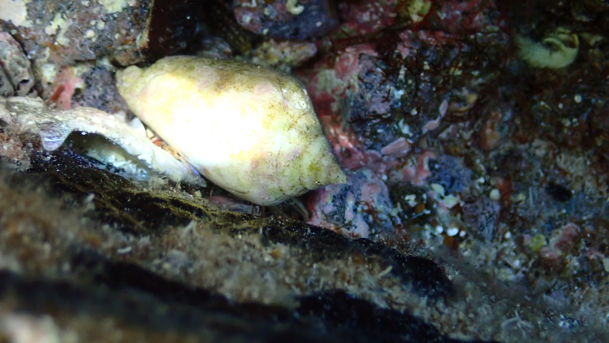 Conomurex persicus (Swainson, 1821)