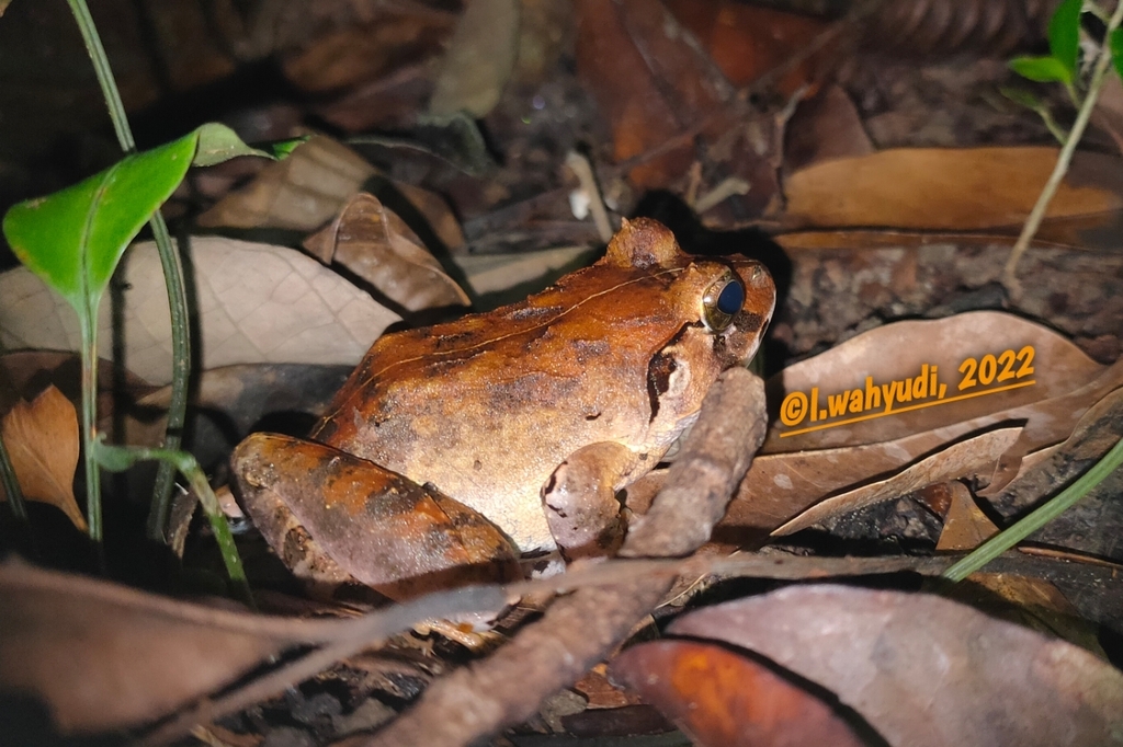 Malesian Frog in June 2022 by l.wahyudi · iNaturalist