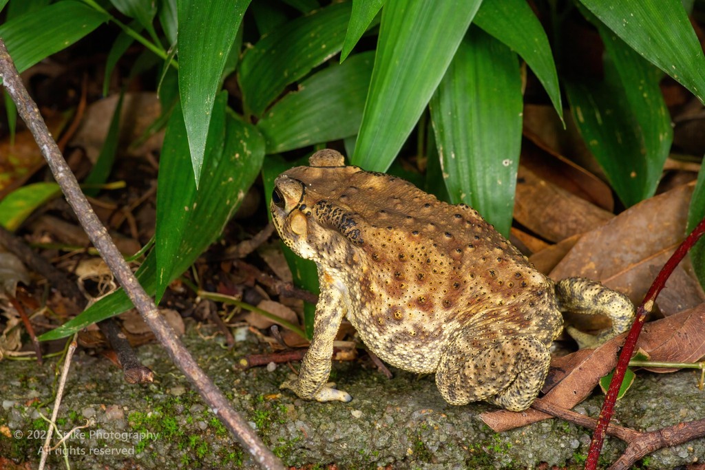 Asian Common Toad from 花都 on August 23, 2022 at 08:28 PM by Spike ...
