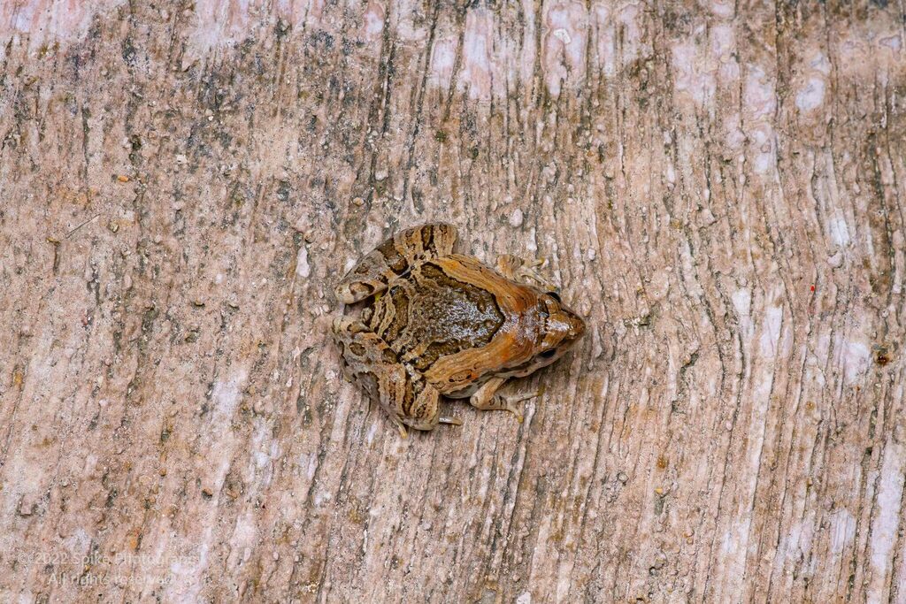 Beautiful Pygmy Frog from 花都 on August 23, 2022 at 08:28 PM by spike ...