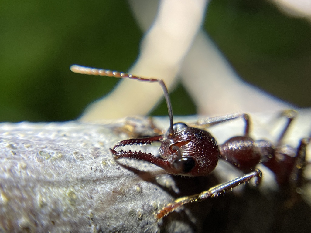 Inchman Ant from Melbourne VIC, Australia on September 07, 2022 at 07: ...