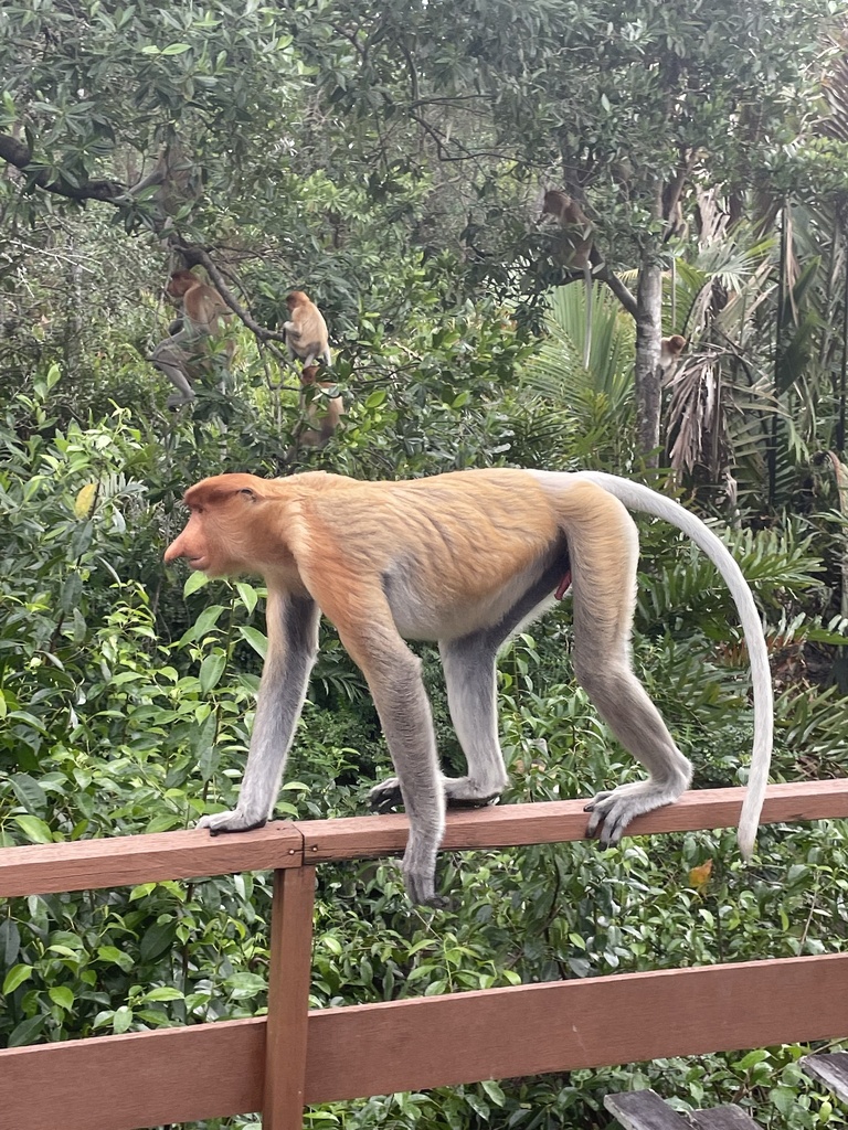 Proboscis Monkey in September 2022 by walruswatermelon · iNaturalist