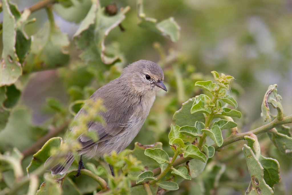 Gray Warbler-Finch from Espanola Island, Galapagos on July 13, 2007 by ...