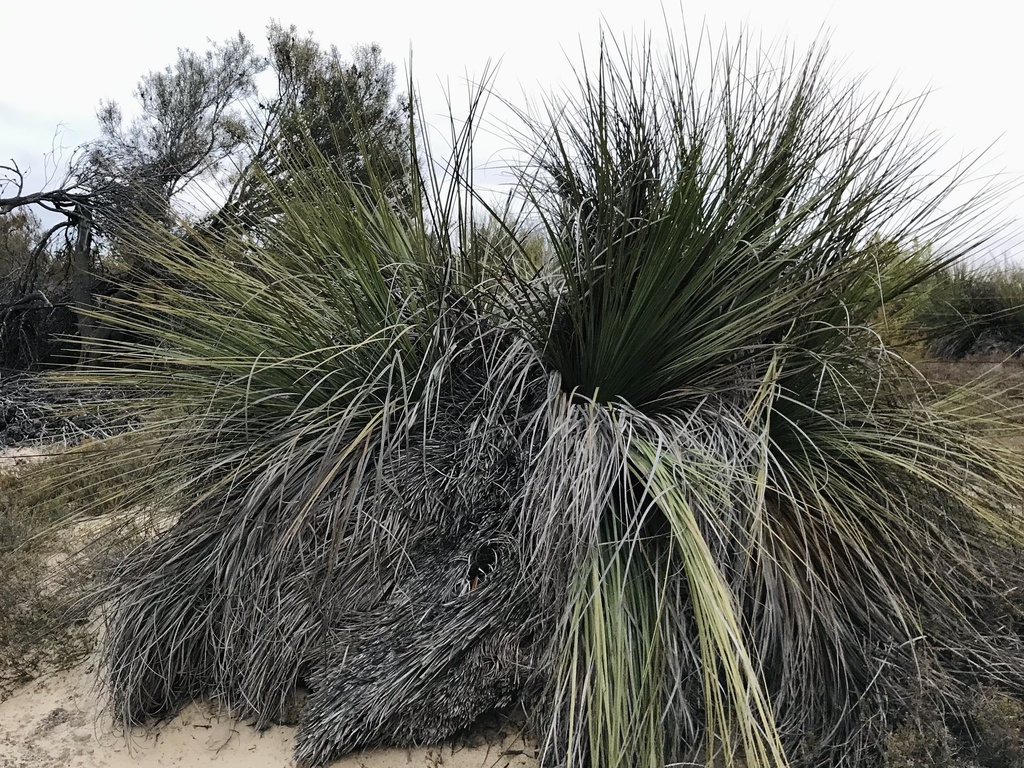 Sand-heath Grasstree from Ngarkat Conservation Park, Ngarkat, SA, AU on ...