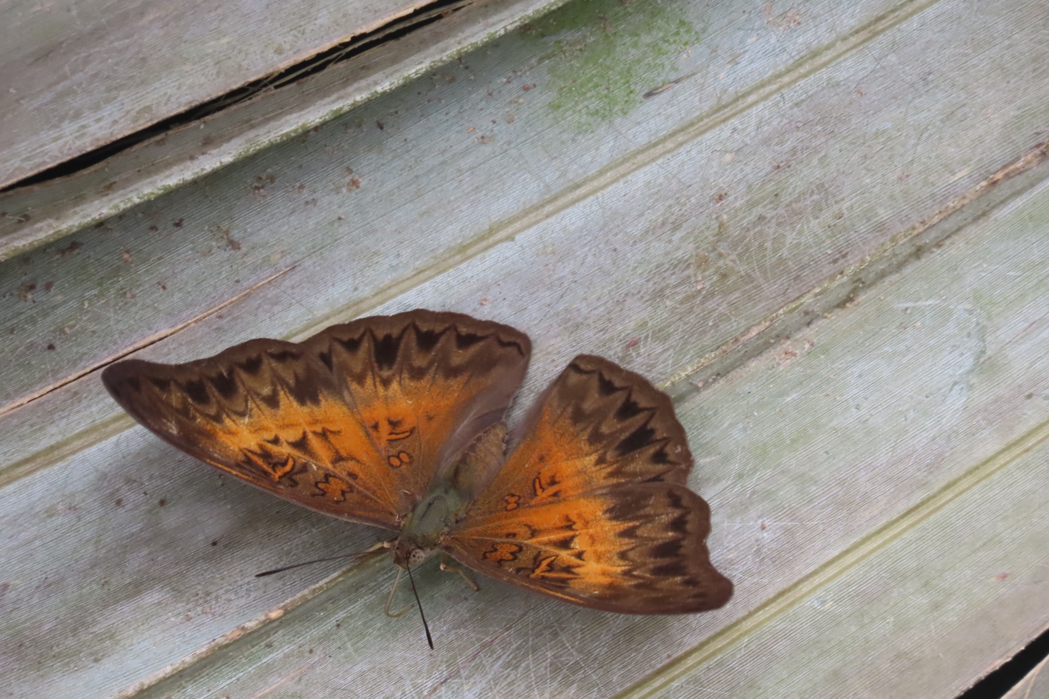 Cymothoe caenis (Drury, 1773)