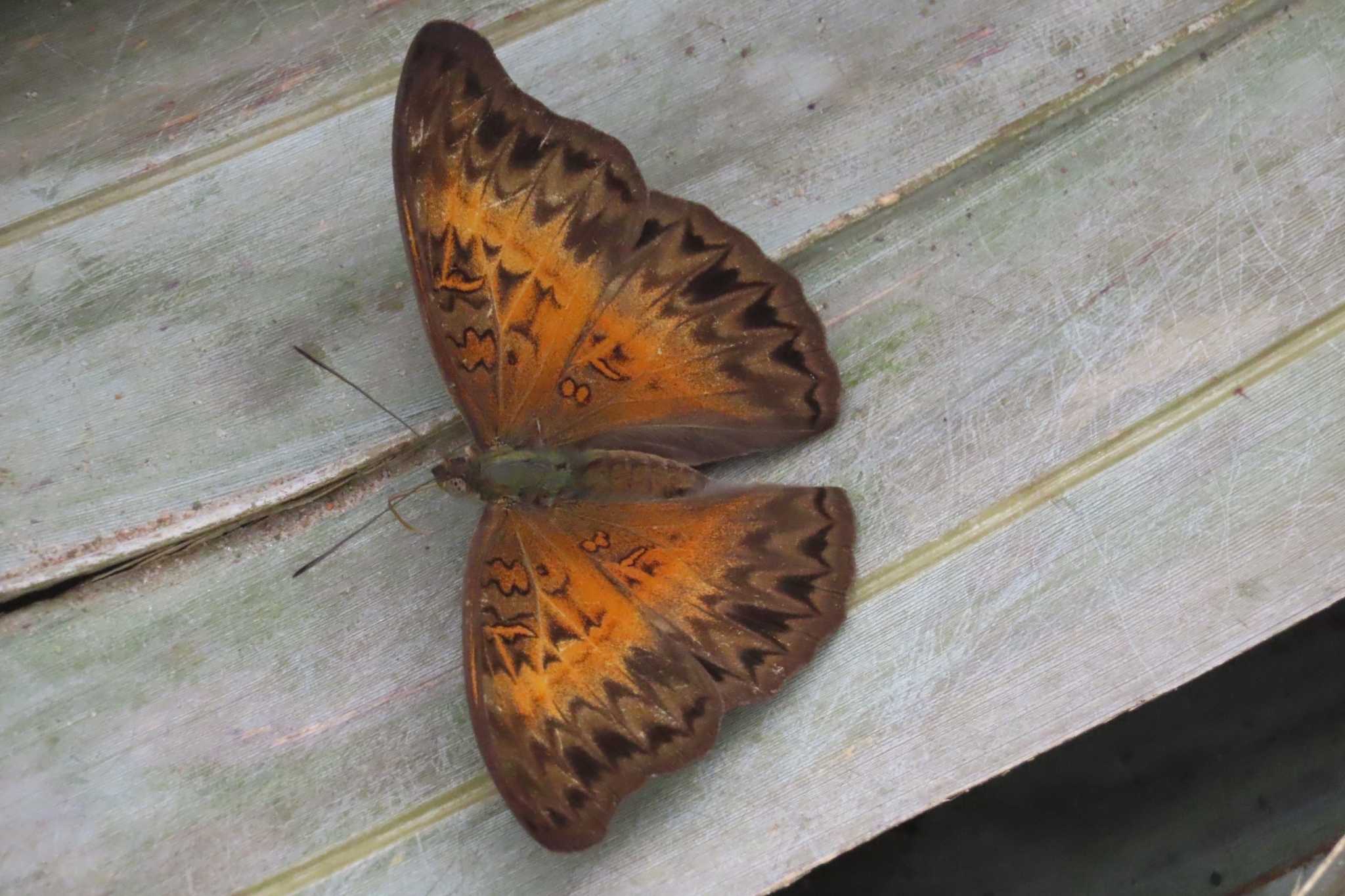 Cymothoe caenis (Drury, 1773)