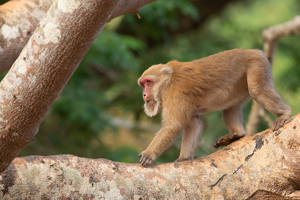 Assam Macaque (Macaca assamensis) - Know Your Mammals