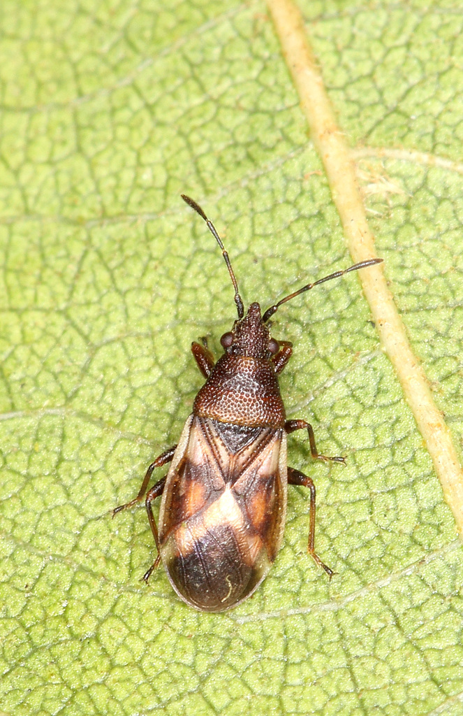 Oxycarenus modestus (001 Oligolektische Arthropoden und Parasiten an Pflanzen) · iNaturalist
