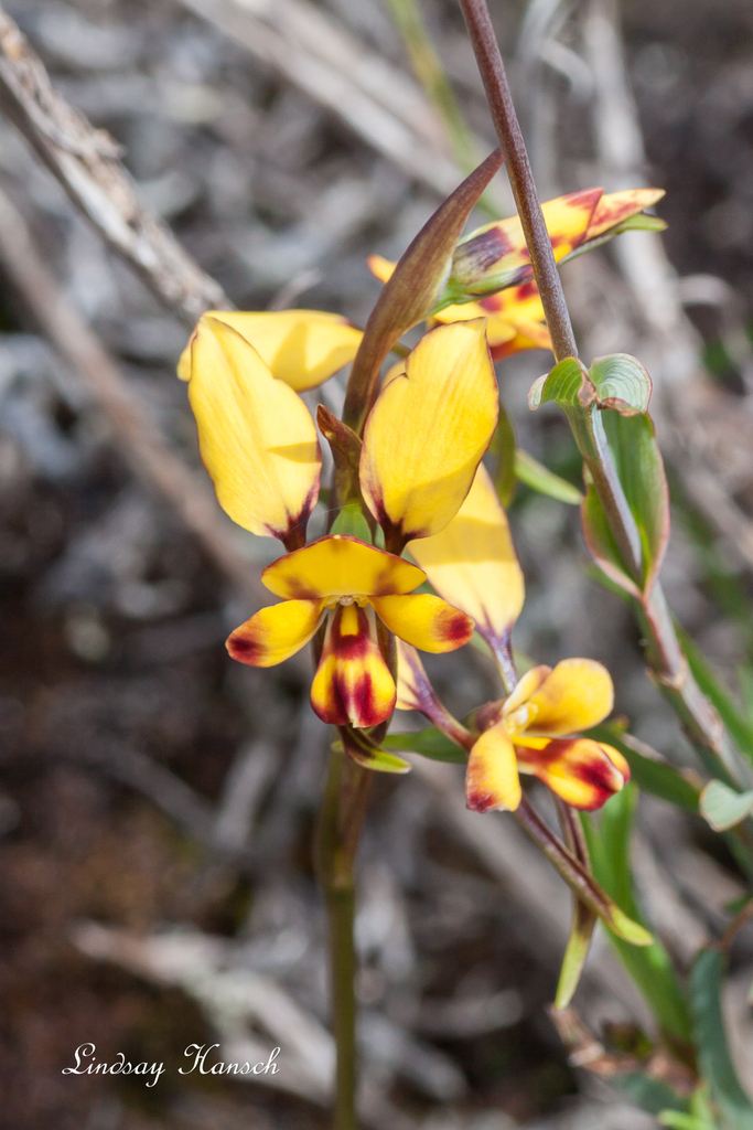 Green Range Donkey Orchid from Cheynes WA 6328, Australia on September ...