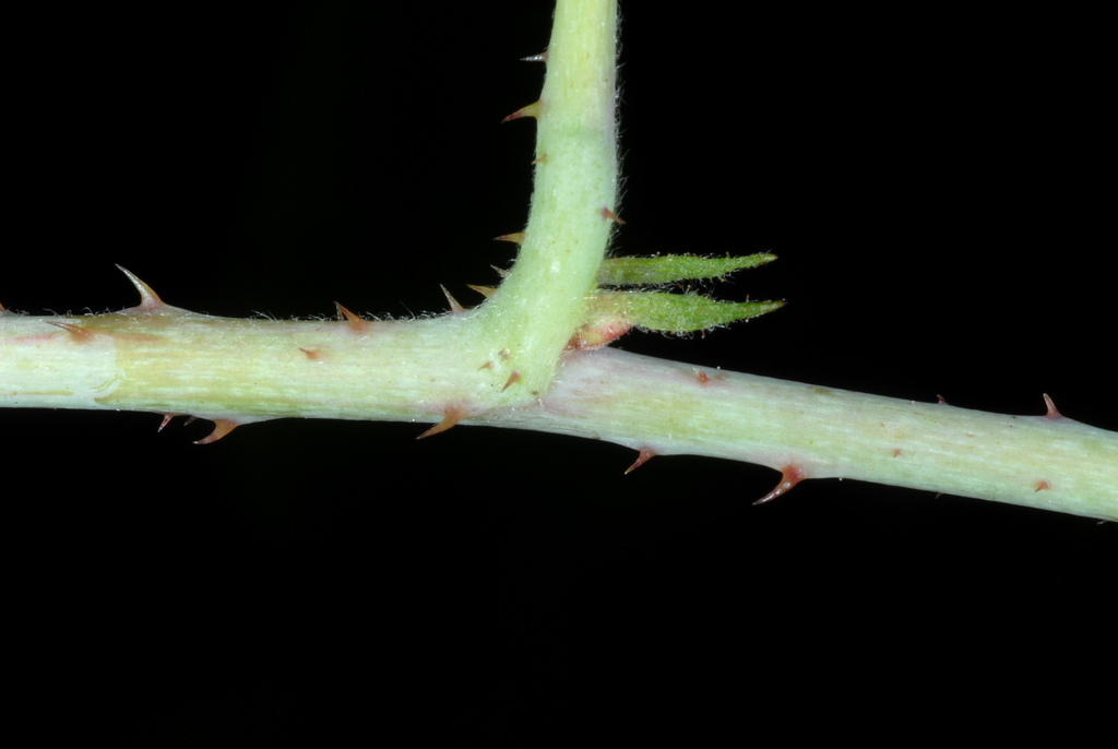 European dewberry from Jamesville, NY 13078, USA on August 24, 2022 at ...