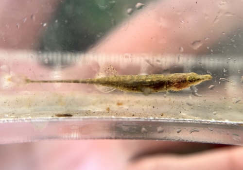 Indostomus crocodilus (Freshwater Fish of Malaysia) · BioDiversity4All