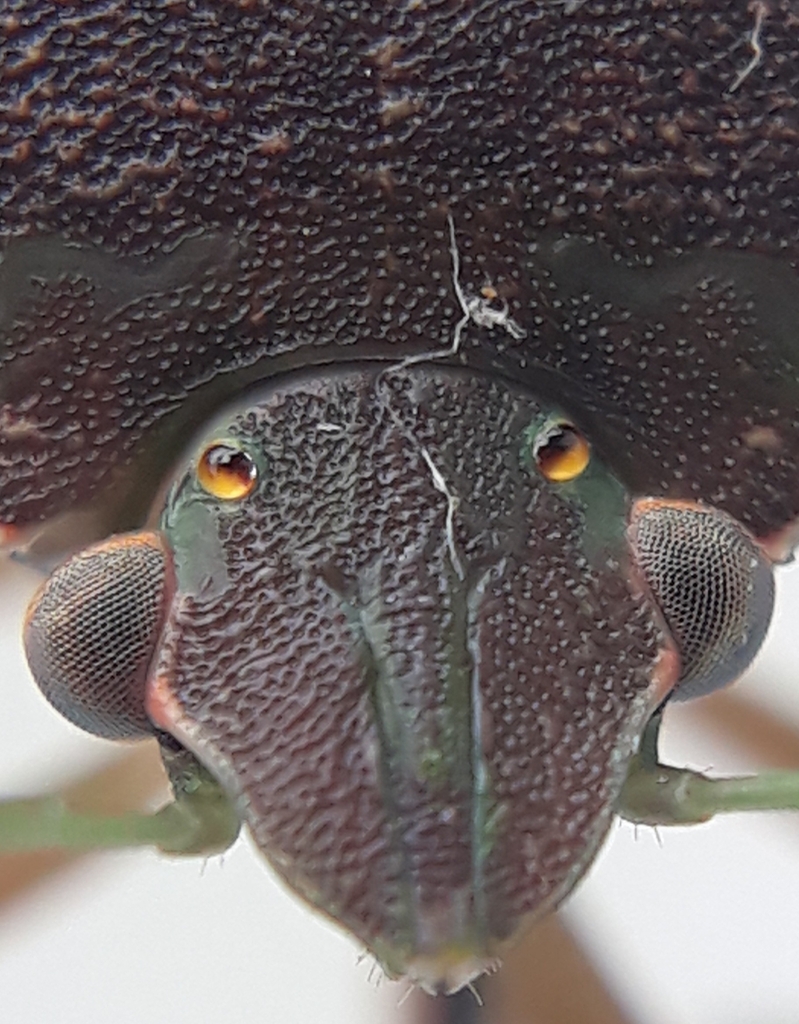 Southern Green Stink Bug from Longwy, France on September 07, 2022 at ...