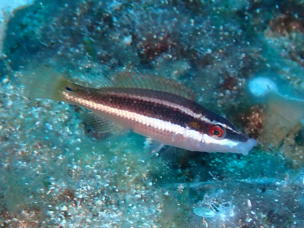Doderlein's Wrasse (Symphodus doderleini) - Marine Life Identification