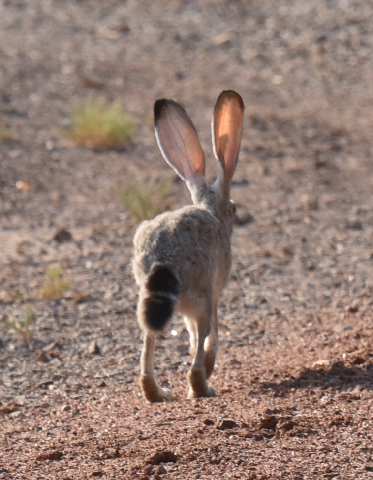 Black-tailed Jackrabbit from Clark County Wetlands, NV on August 19 ...