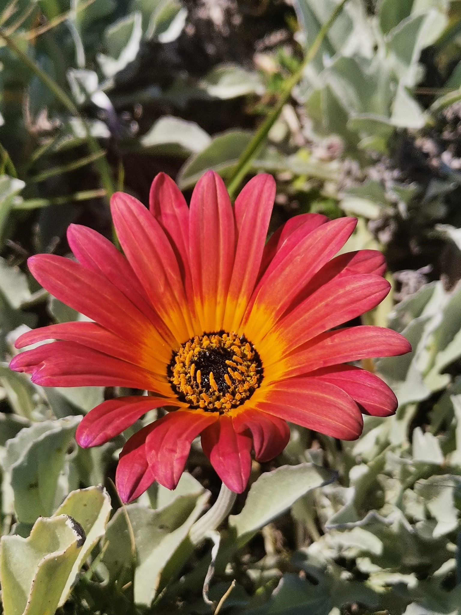 Arctotis stoechadifolia P.J.Bergius