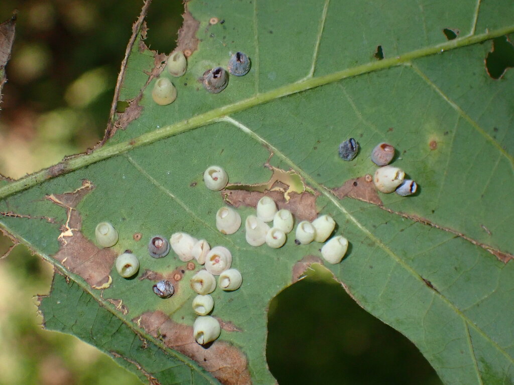Conical Oak Gall Wasp from Outdoor Classroom McDonald County, MO, USA ...