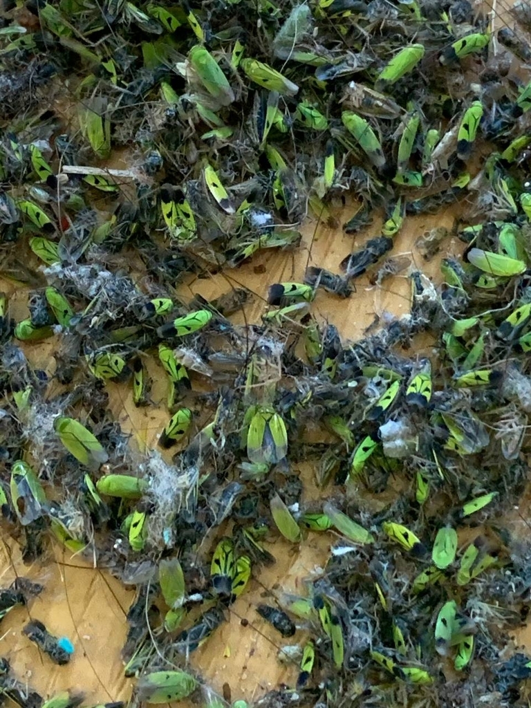 Green Rice Leafhopper from Ampakling, Diadi, Nueva Vizcaya, Philippines ...