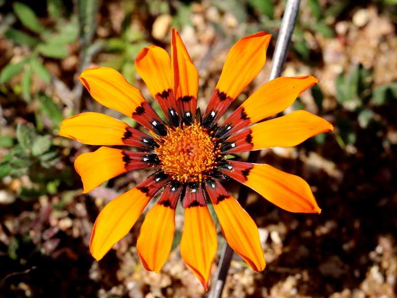 Gazania pectinata (Thunb.) Hartw.