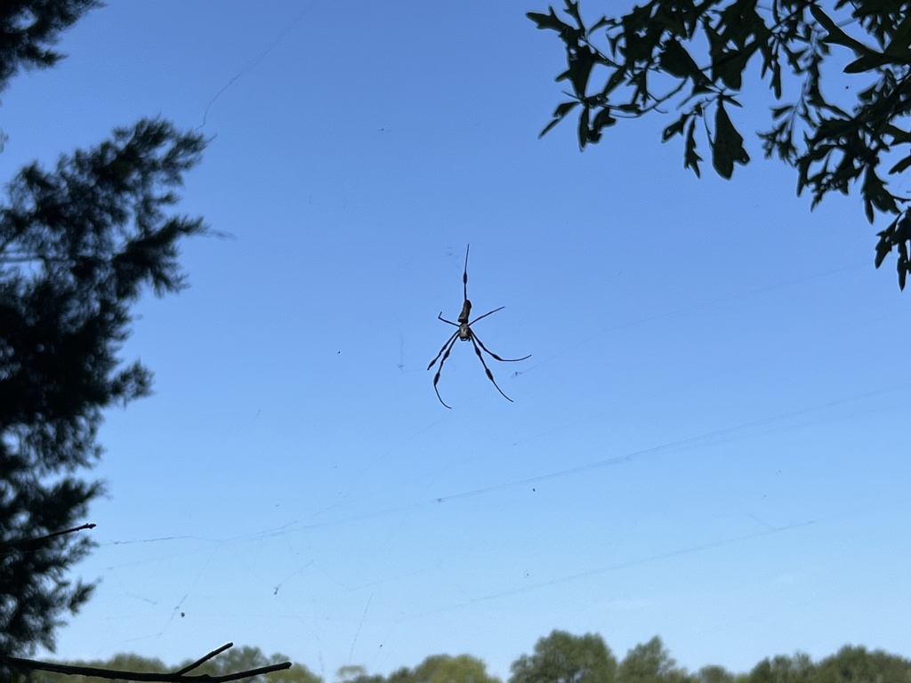 Golden Silk Spider from Prairie Ronde Hwy, Opelousas, LA, US on ...