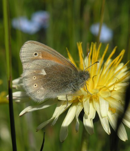 Subspecies Coenonympha tullia chatiparae · iNaturalist