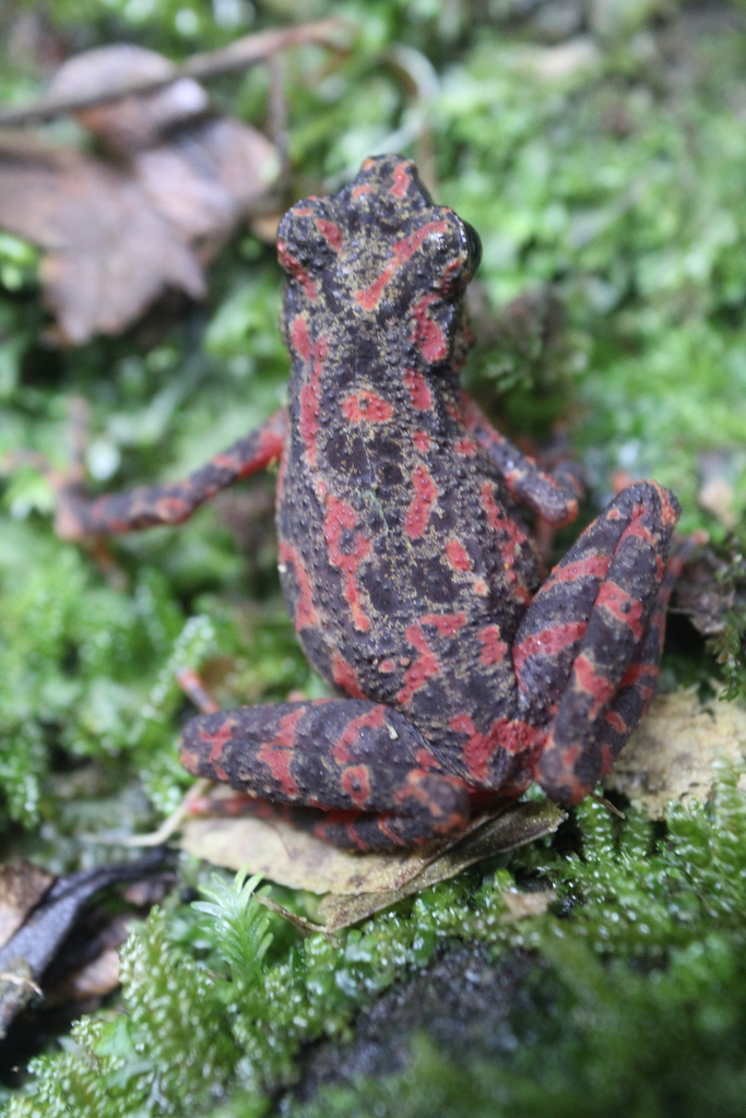 Bleeding Toad in September 2022 by gerraldkevin · iNaturalist