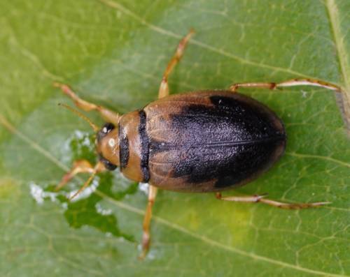 Screech Beetle from Meiderich/Beeck, Duisburg, Deutschland on June 17 ...