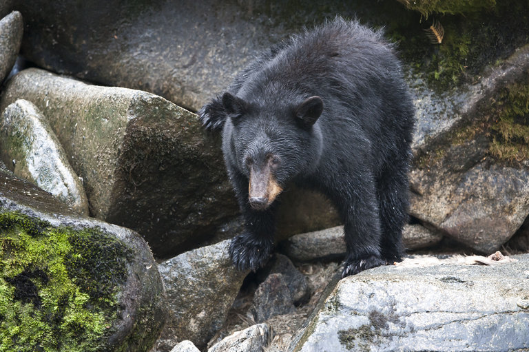 American Black Bear (Mammals of Alabama) · iNaturalist