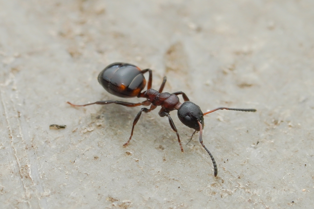 Bog Odorous Ant (Ants of Virginia) · iNaturalist