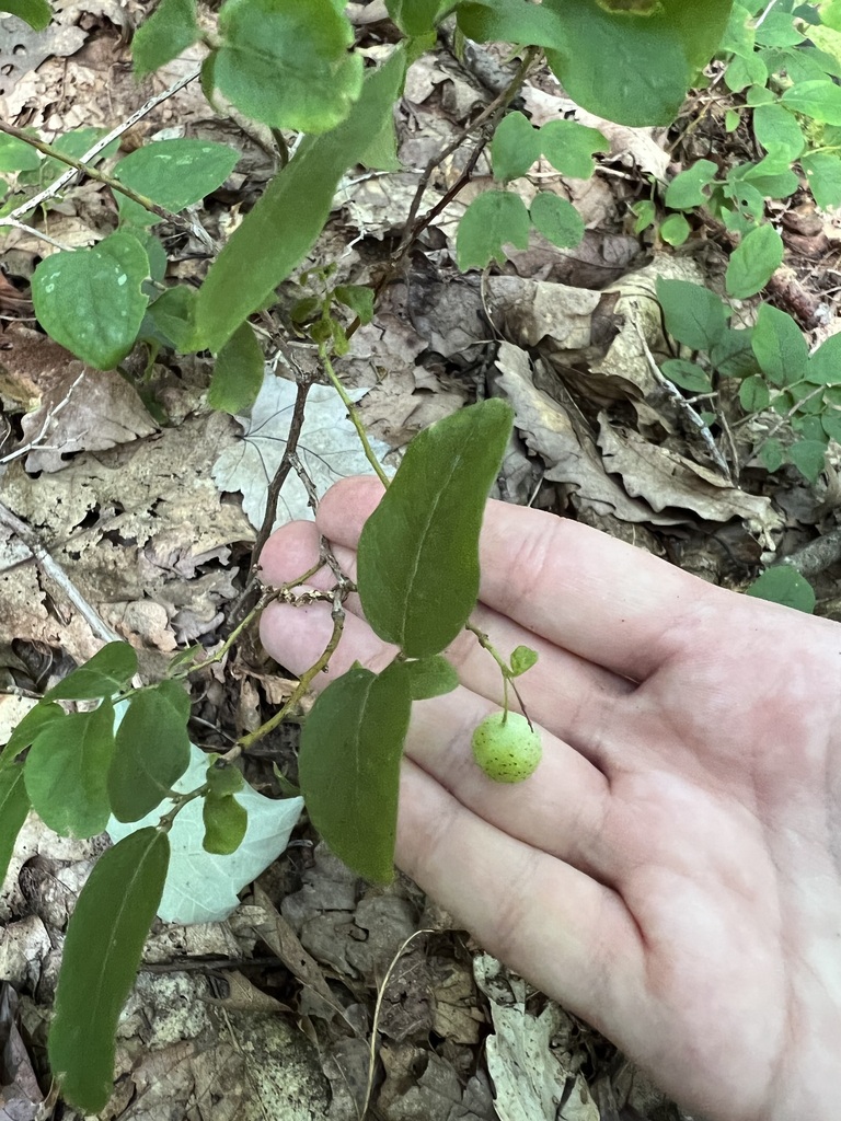 deerberry from Monongalia County, WV, USA on September 03, 2022 at 04: ...