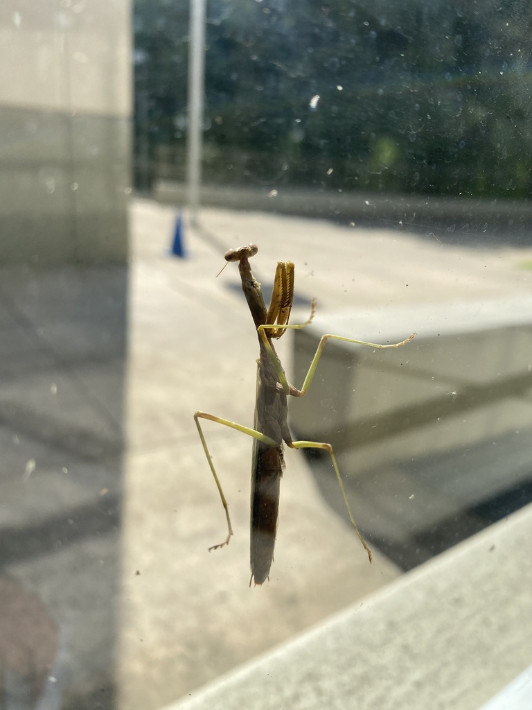 Carolina Mantis in September 2022 by J.Jarmon · iNaturalist