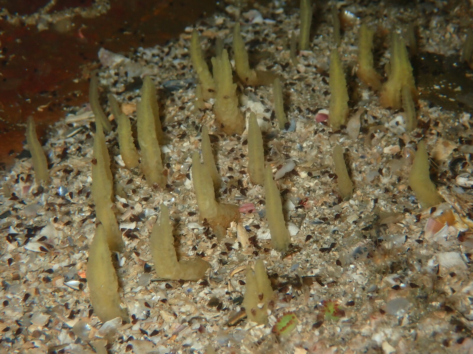 Ciocalypta Bowerbank, 1862