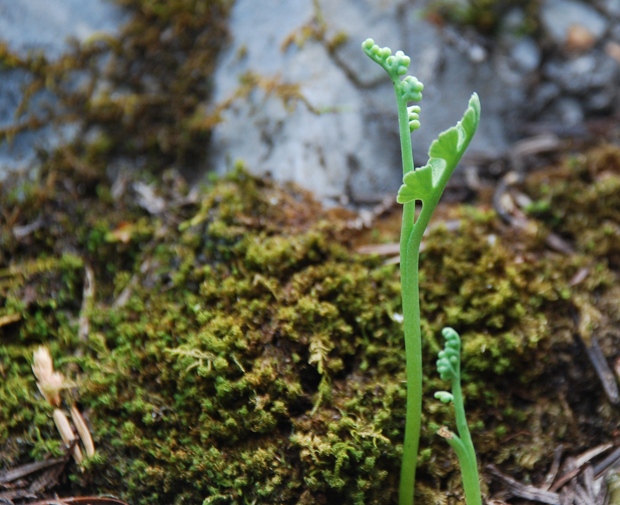 Mingan moonwort (Wolf Creek BioBlitz) · iNaturalist