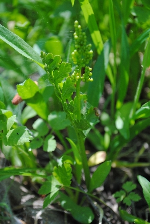 northwestern moonwort (Wolf Creek BioBlitz) · iNaturalist