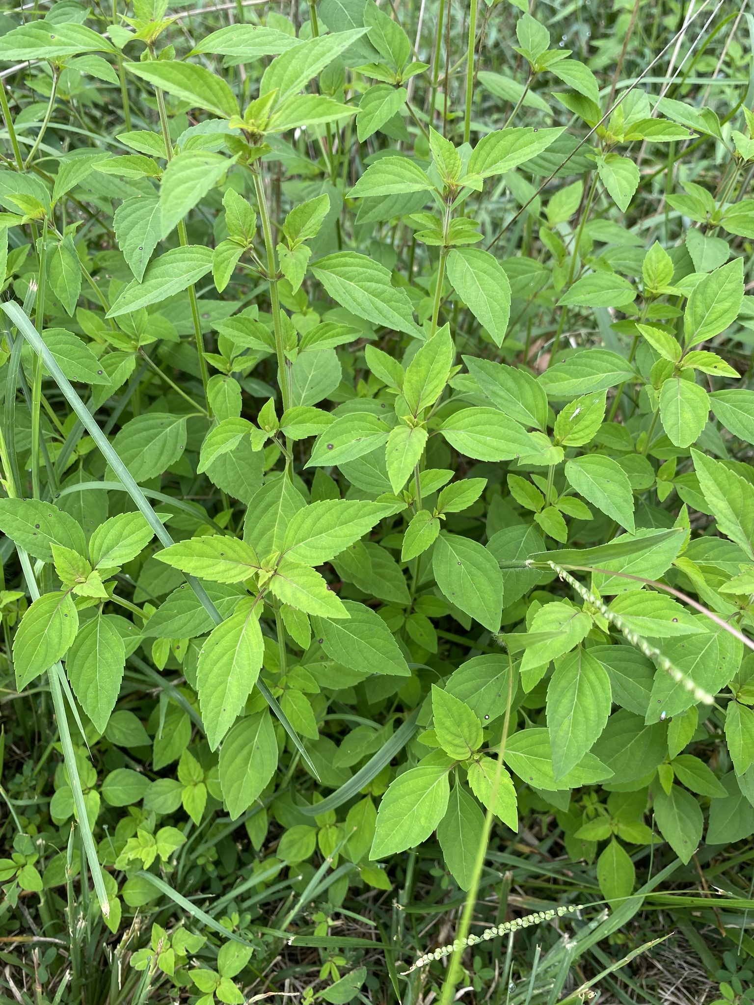 Mosla dianthera (Buch.-Ham. ex Roxb.) Maxim.