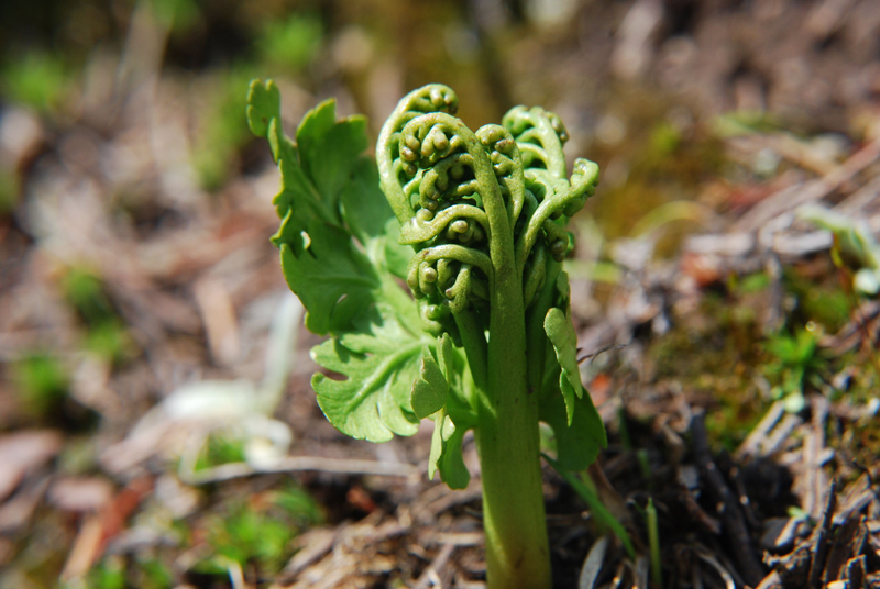 northwestern moonwort (Wolf Creek BioBlitz) · iNaturalist