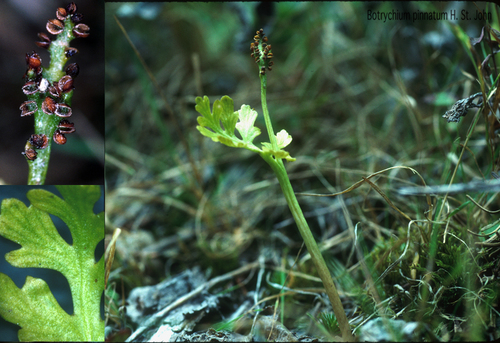 northwestern moonwort (Wolf Creek BioBlitz) · iNaturalist