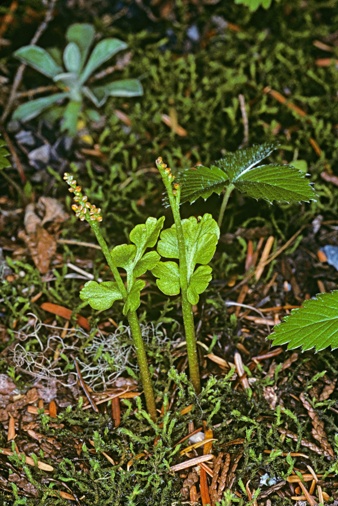 northwestern moonwort (Wolf Creek BioBlitz) · iNaturalist