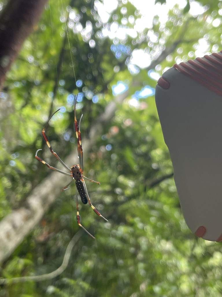Golden Silk Spider from Jardines Botánicos De Vallarta, Cabo Corrientes ...