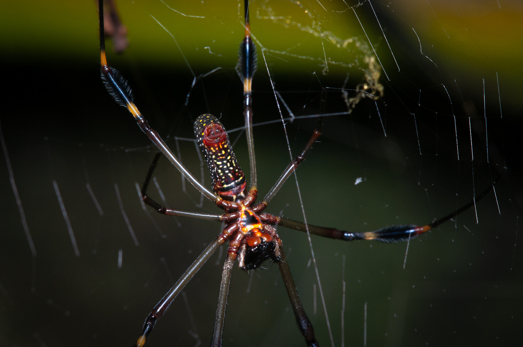 Golden Silk Spider in September 2022 by Federico Figueroa Cabezas ...