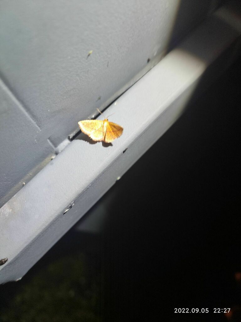 Striglina from Qingdao, CN-SD, CN on September 06, 2022 by violaceus ...