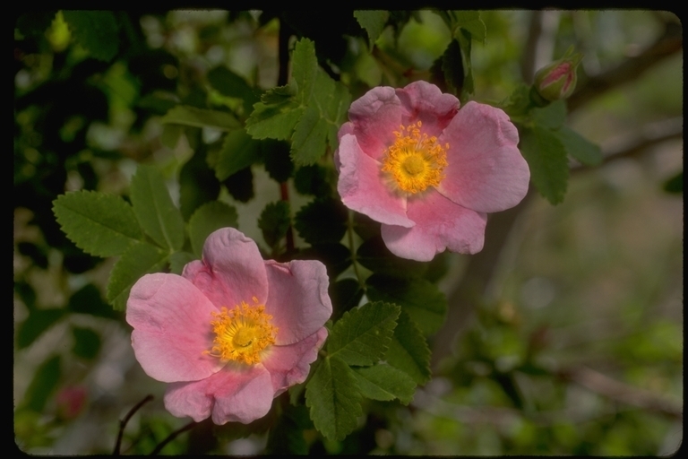 Woods' rose (Wolf Creek BioBlitz) · iNaturalist