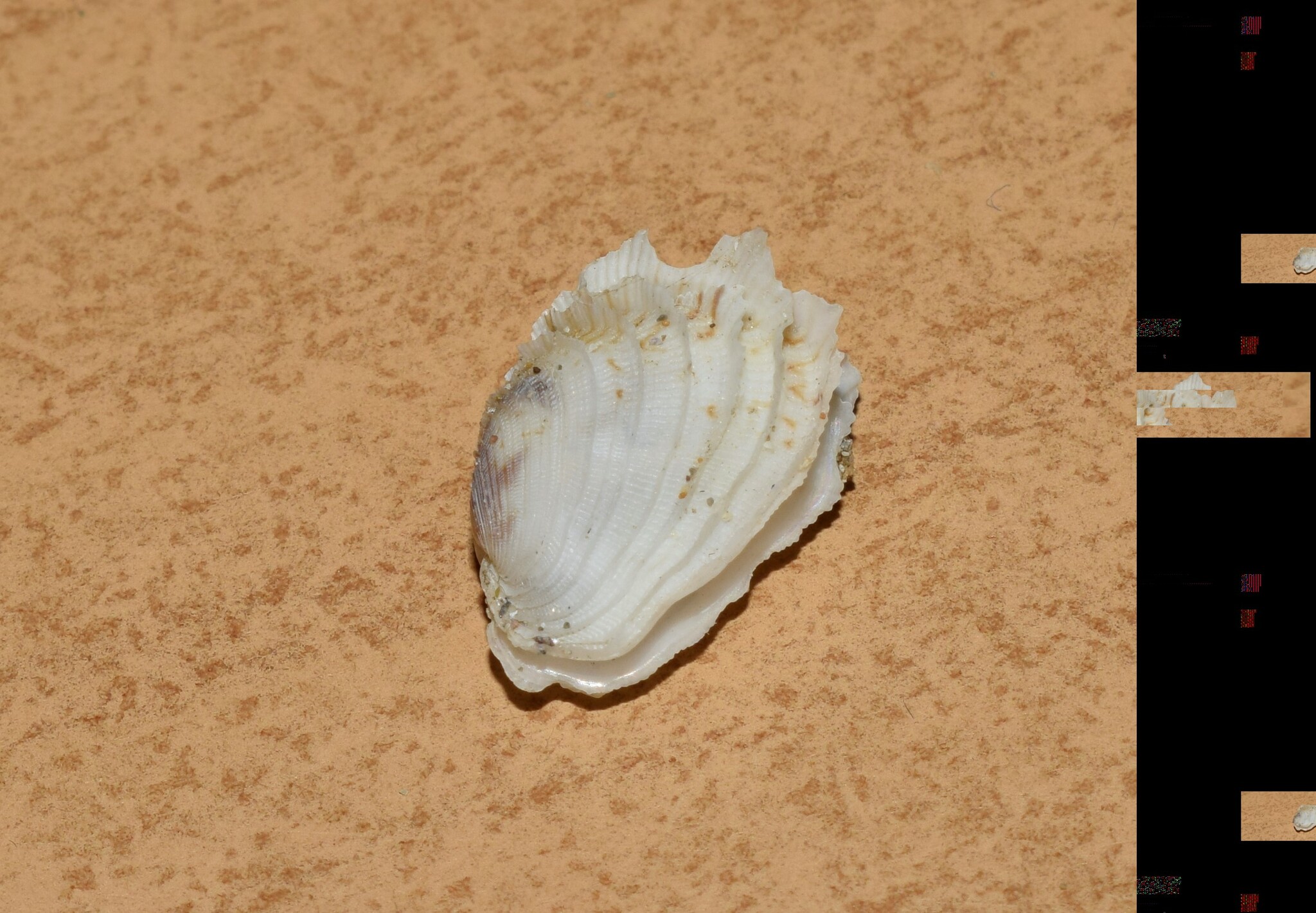 Irus irus (Linnaeus, 1758)