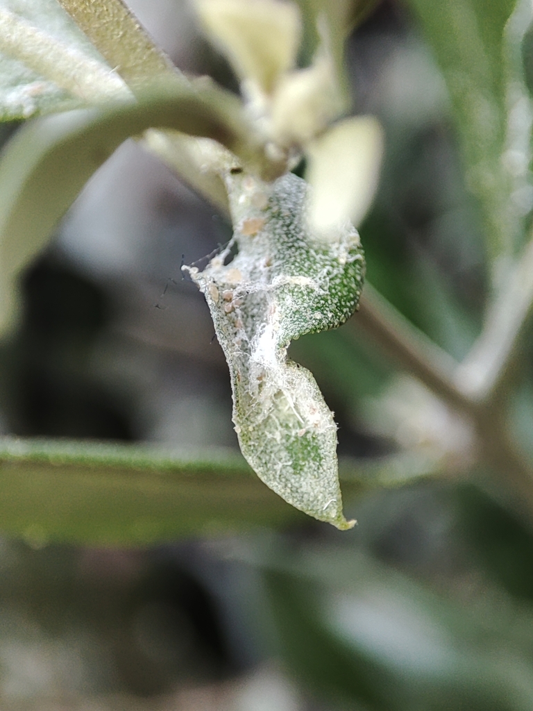 olive psyllid in September 2022 by Luis Silva. On olea Europaea ...