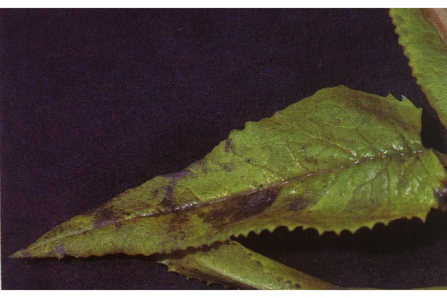 arrowleaf ragwort (Wolf Creek BioBlitz) · iNaturalist