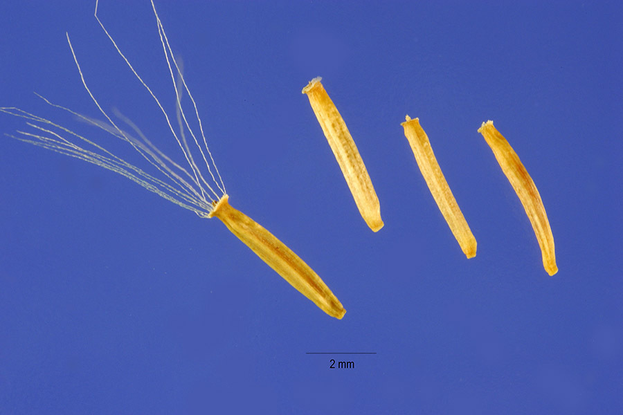 arrowleaf ragwort (Wolf Creek BioBlitz) · iNaturalist
